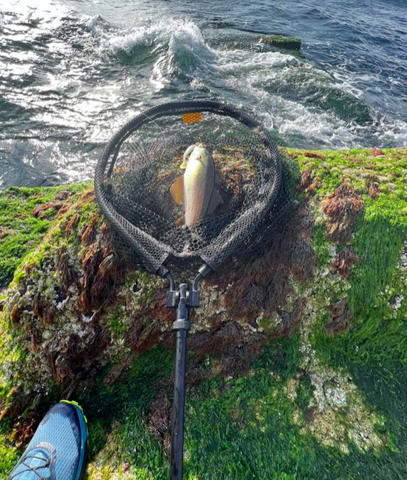 Canal fishing - Kescher Fencl